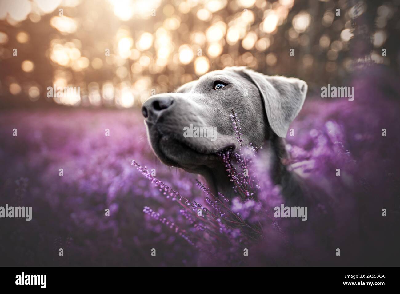Labrador Retriever portrait Stock Photo - Alamy