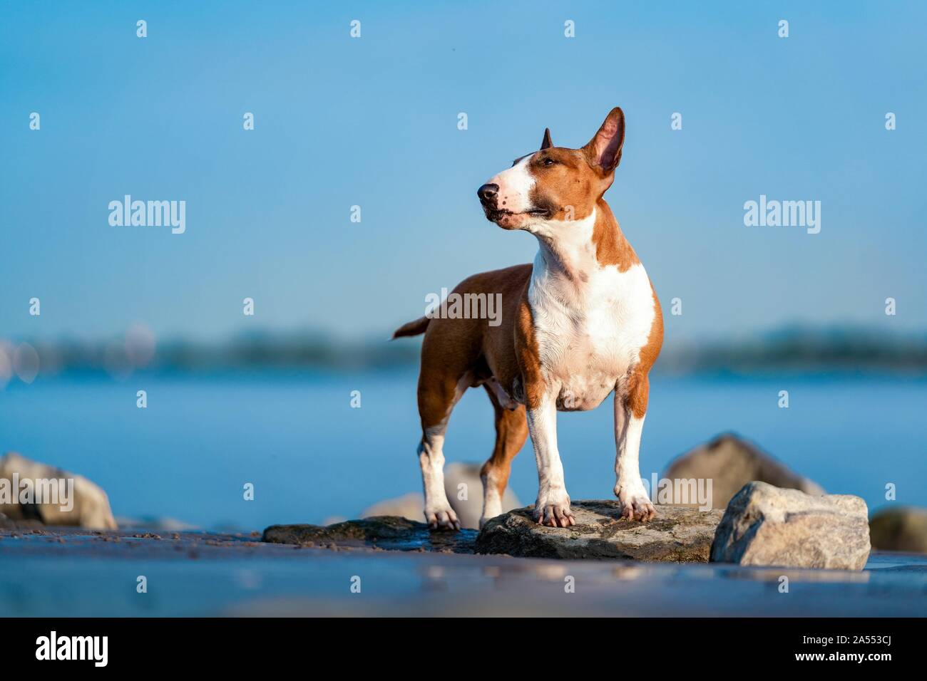 Bull terrier standing side hi-res stock photography and images - Alamy