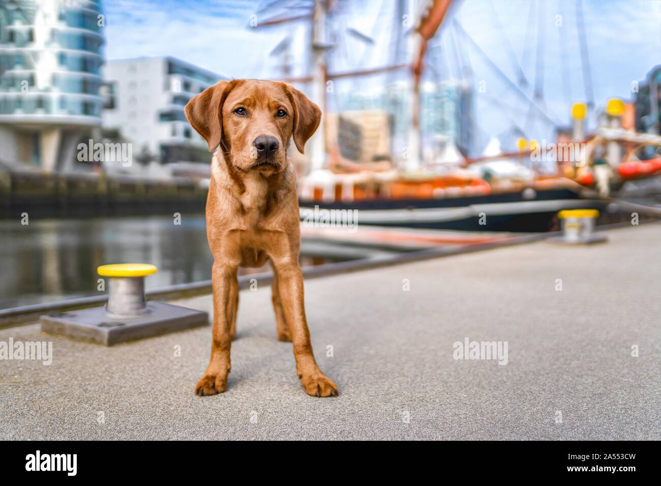 standing Labrador Retriever Stock Photo - Alamy