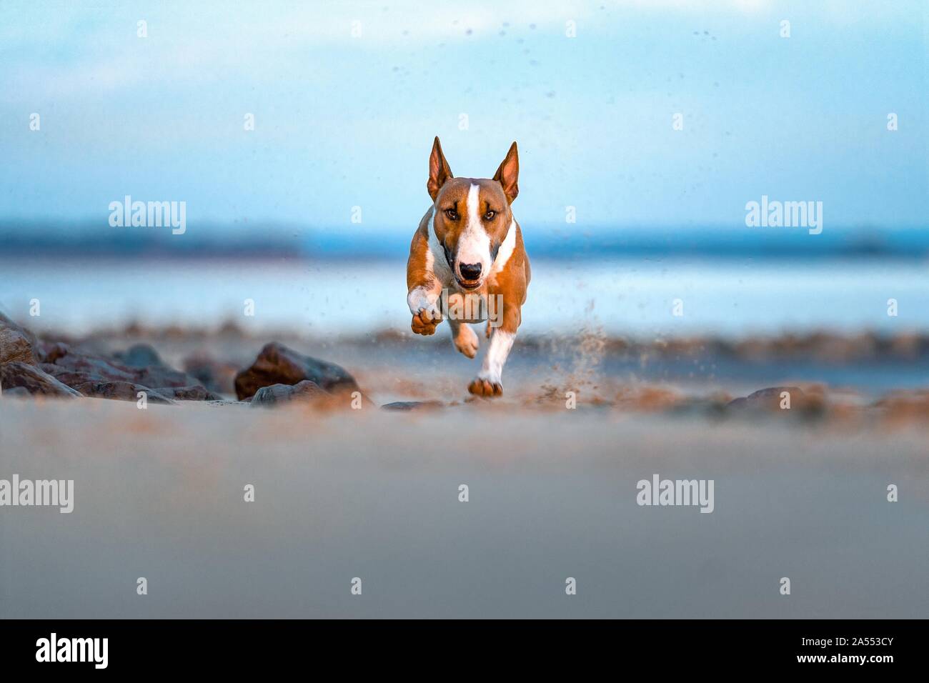 Bull dogs dancing hi-res stock photography and images - Alamy