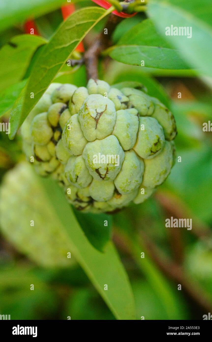 Cherimoya fruit grows on fruit trees Stock Photo - Alamy