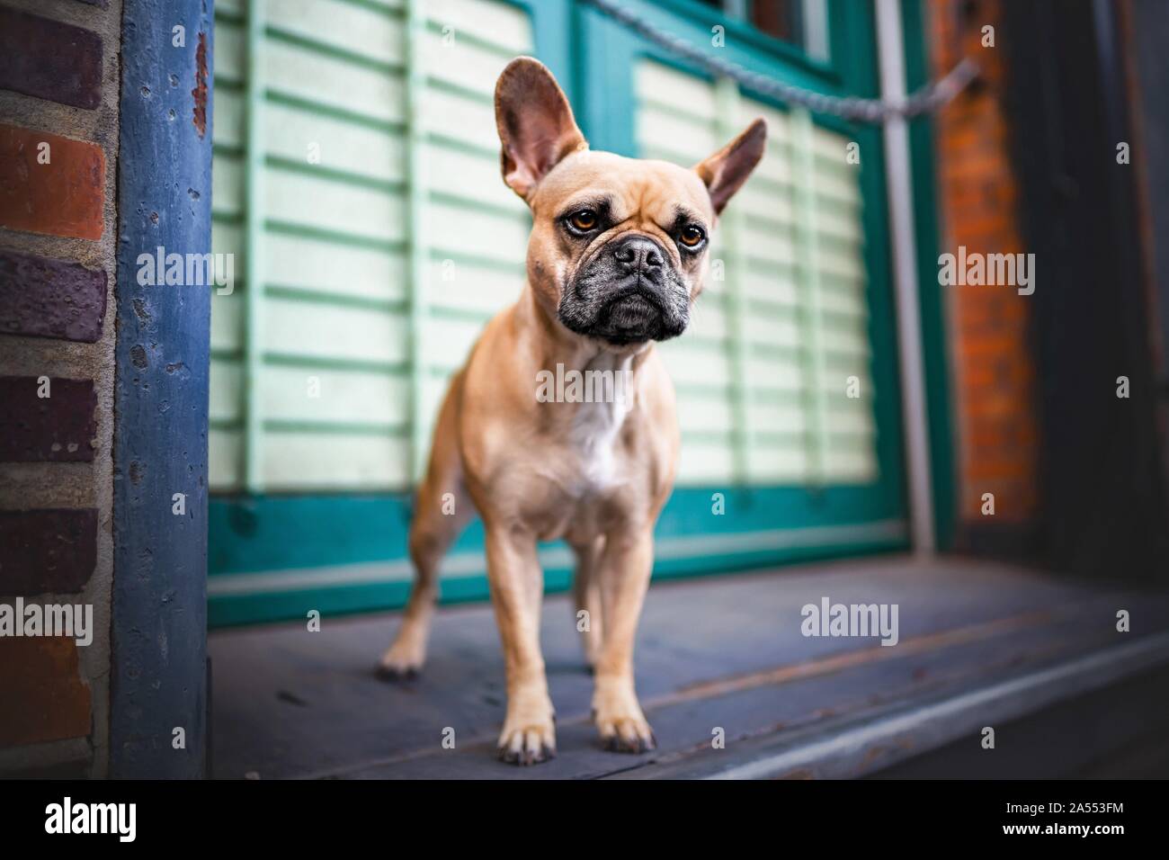 standing French Bulldog Stock Photo - Alamy