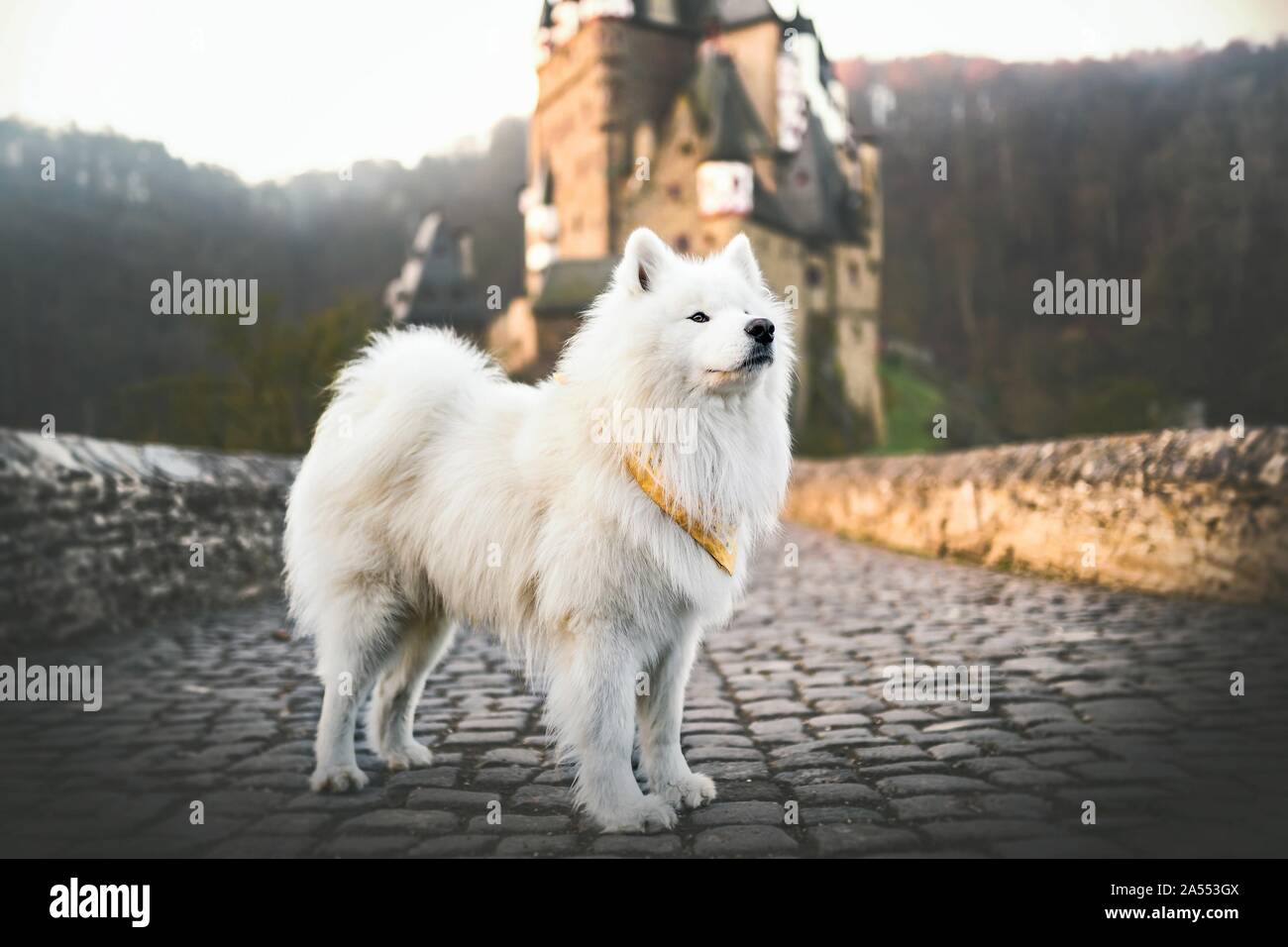 Samojede hi-res stock photography and images - Alamy