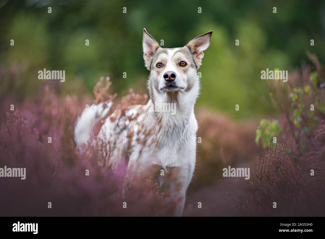 Dogs in heather hi-res stock photography and images - Alamy