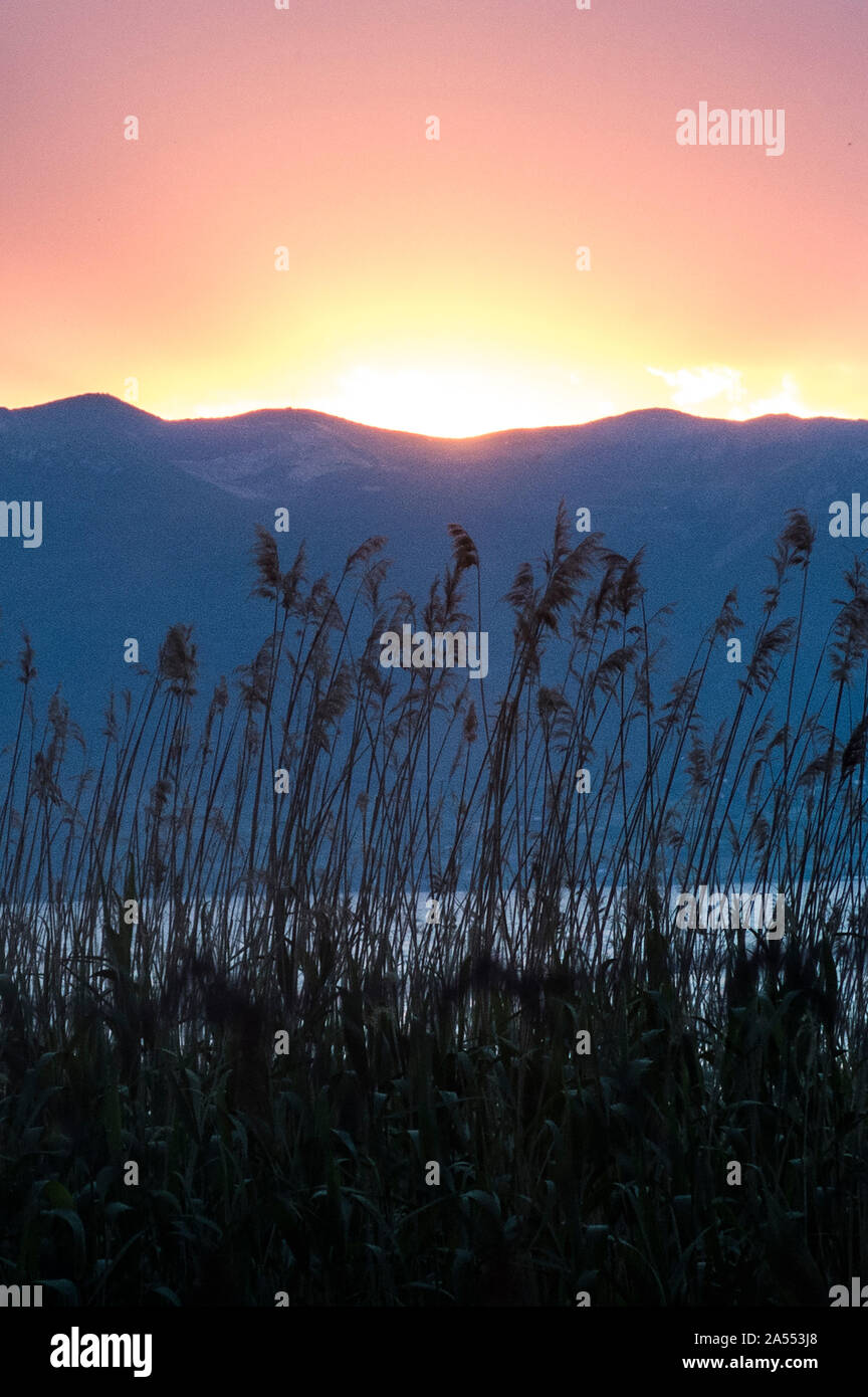 Reeds and the sunset Stock Photo - Alamy