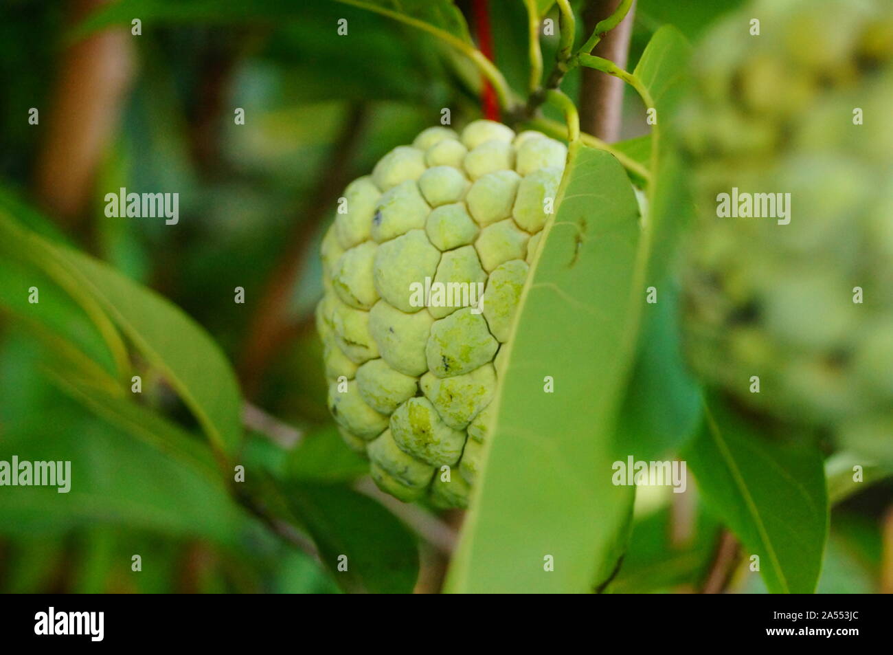 Cherimoya fruit grows on fruit trees Stock Photo - Alamy