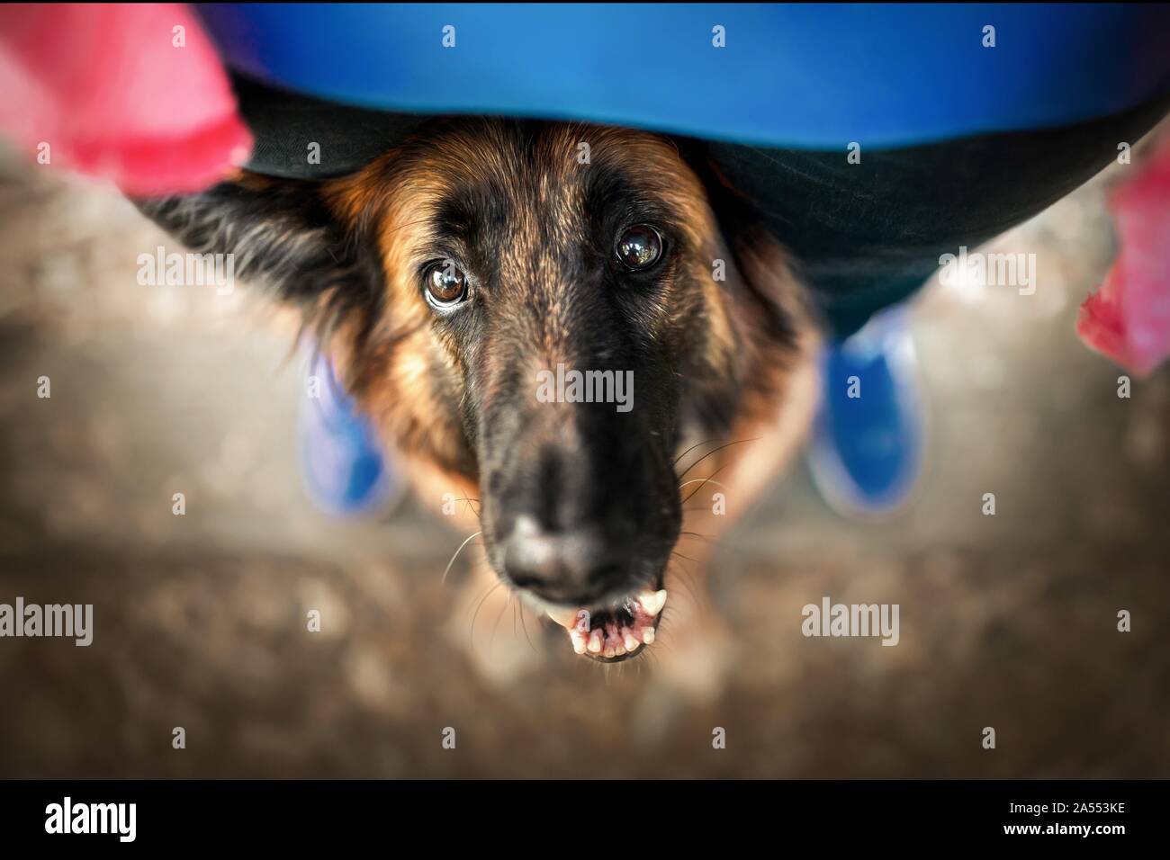 Human herding hi-res stock photography and images - Alamy