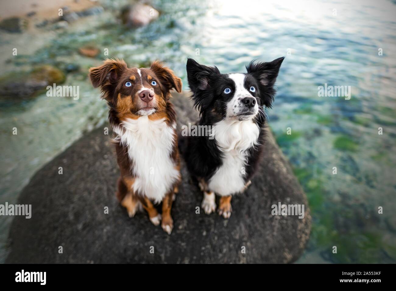 Two shepherds look hi-res stock photography and images - Alamy