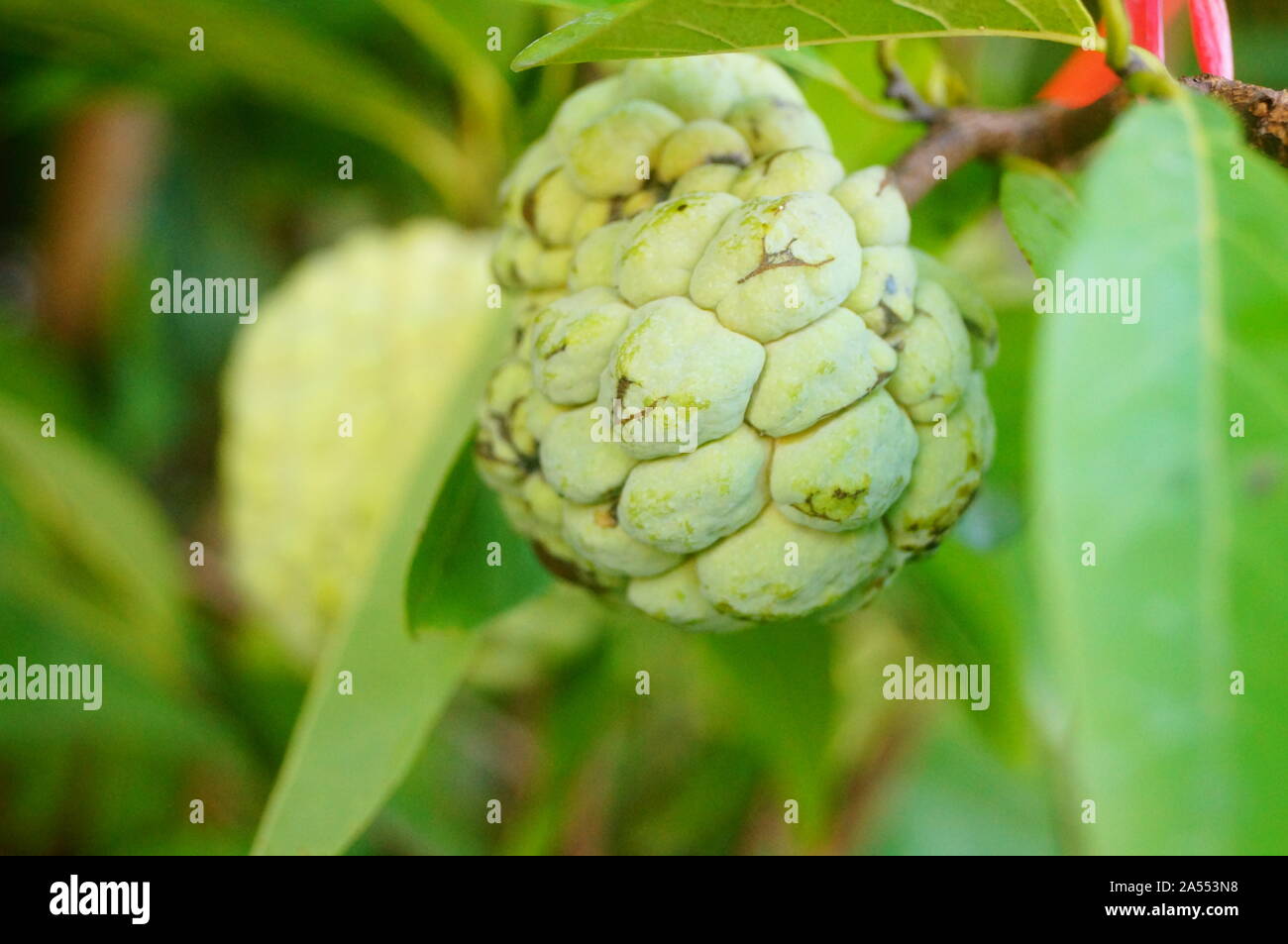 Cherimoya fruit grows on fruit trees Stock Photo - Alamy