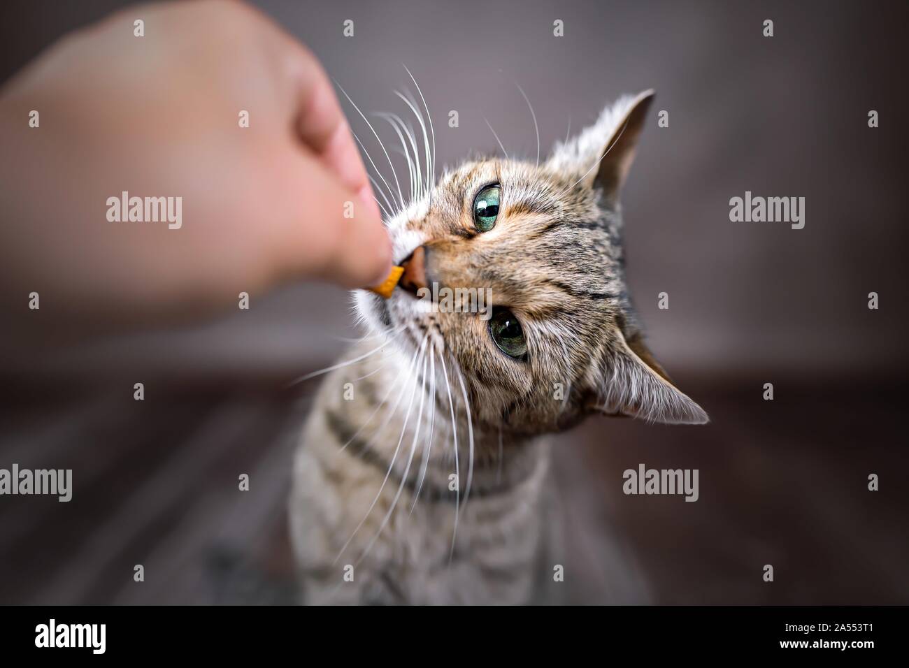 Cat sniffing person hi-res stock photography and images - Alamy