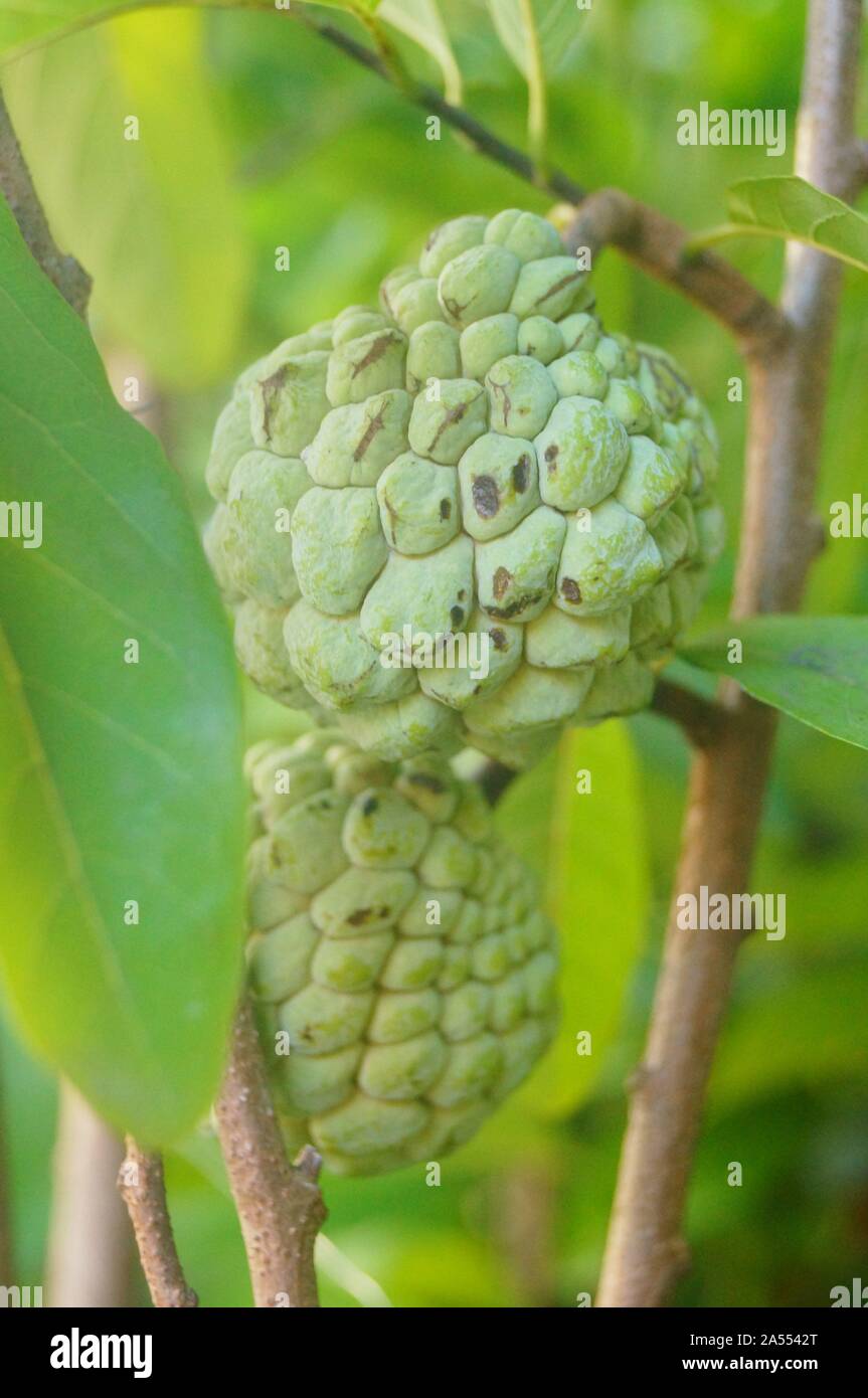 Cherimoya fruit grows on fruit trees Stock Photo - Alamy