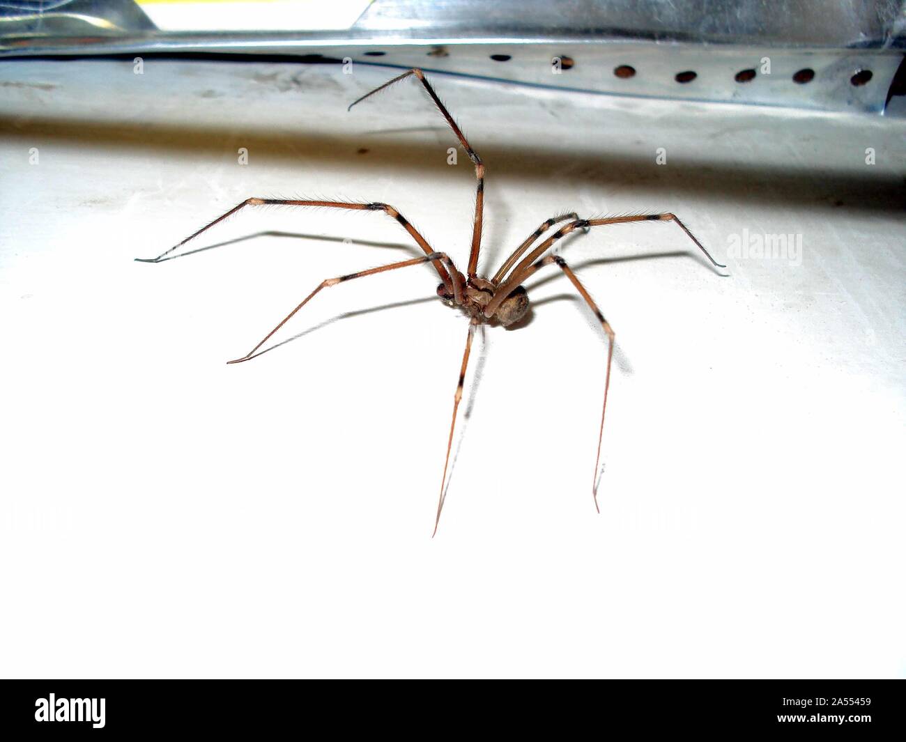 Local spiders in Sukkur Stock Photo - Alamy