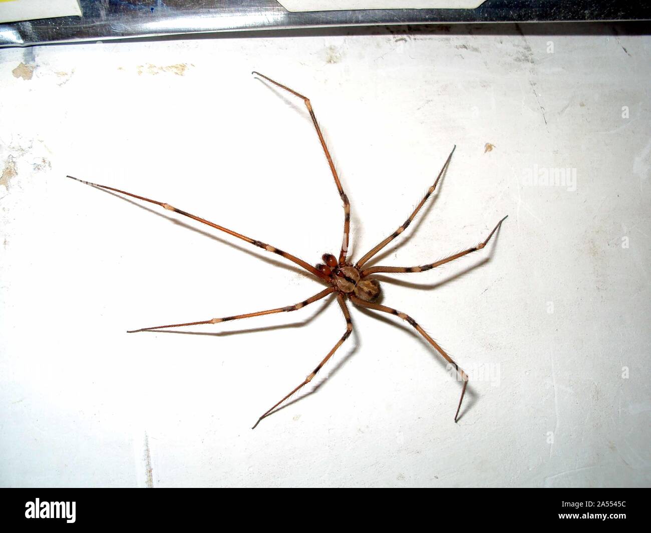 Local spiders in Sukkur Stock Photo - Alamy