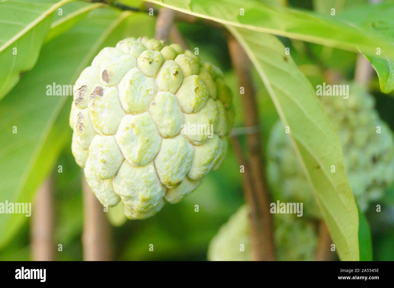 Cherimoya fruit grows on fruit trees Stock Photo - Alamy