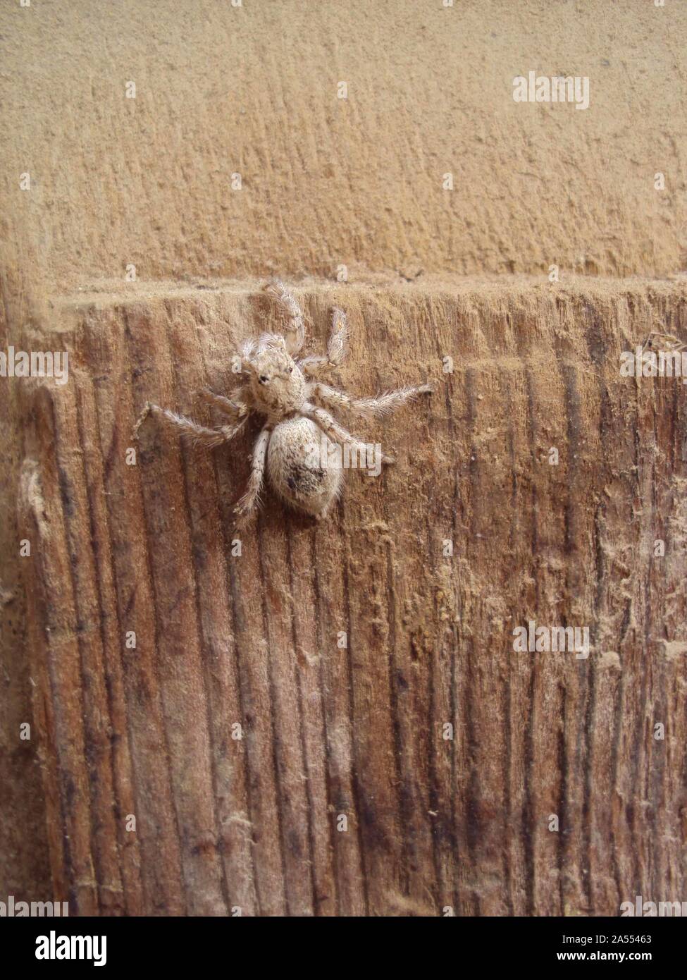 Local spiders in Sukkur Stock Photo - Alamy