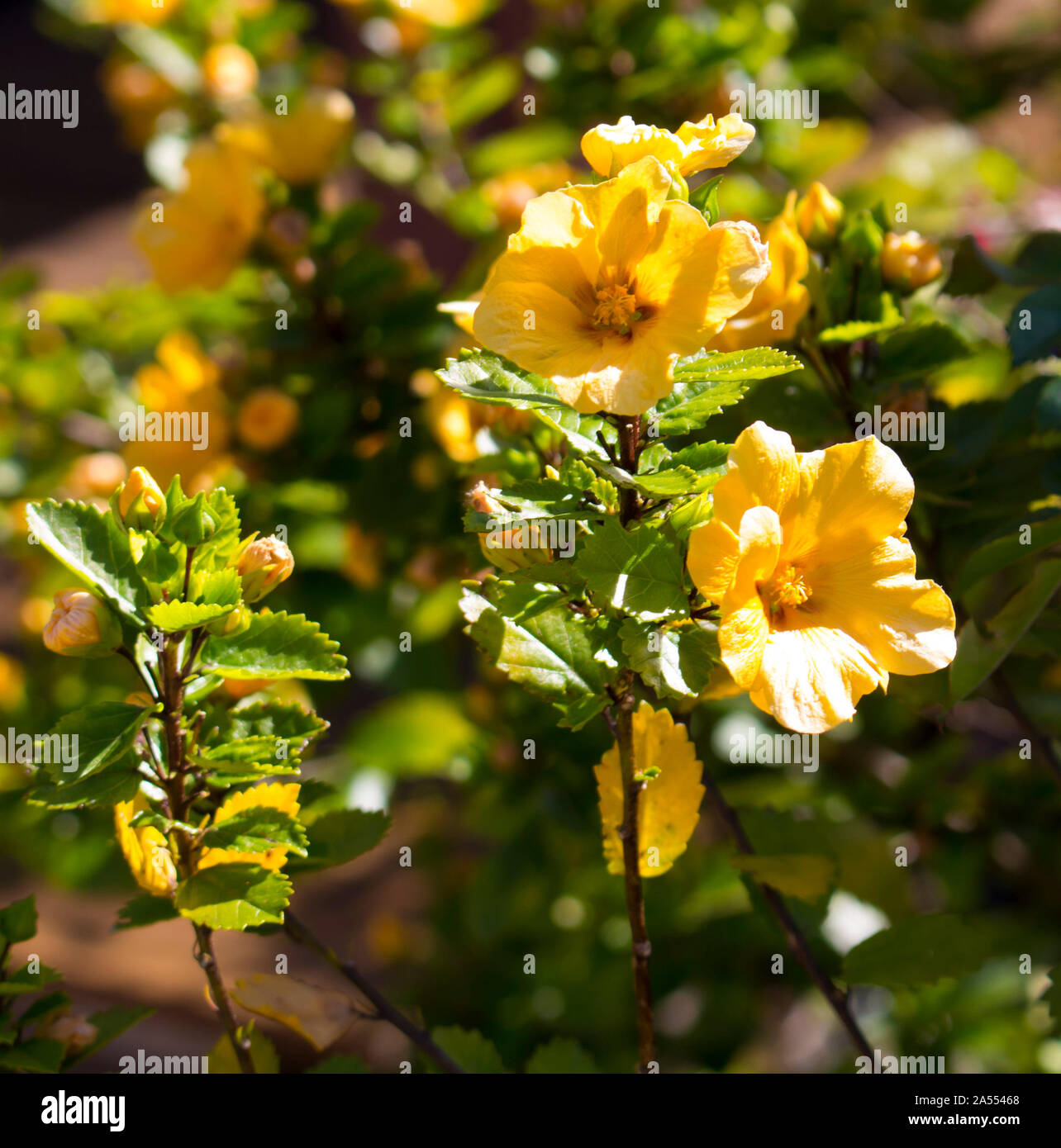 Sida Fallax Butterkin is a low spreading buttery-orange shrub whose ...