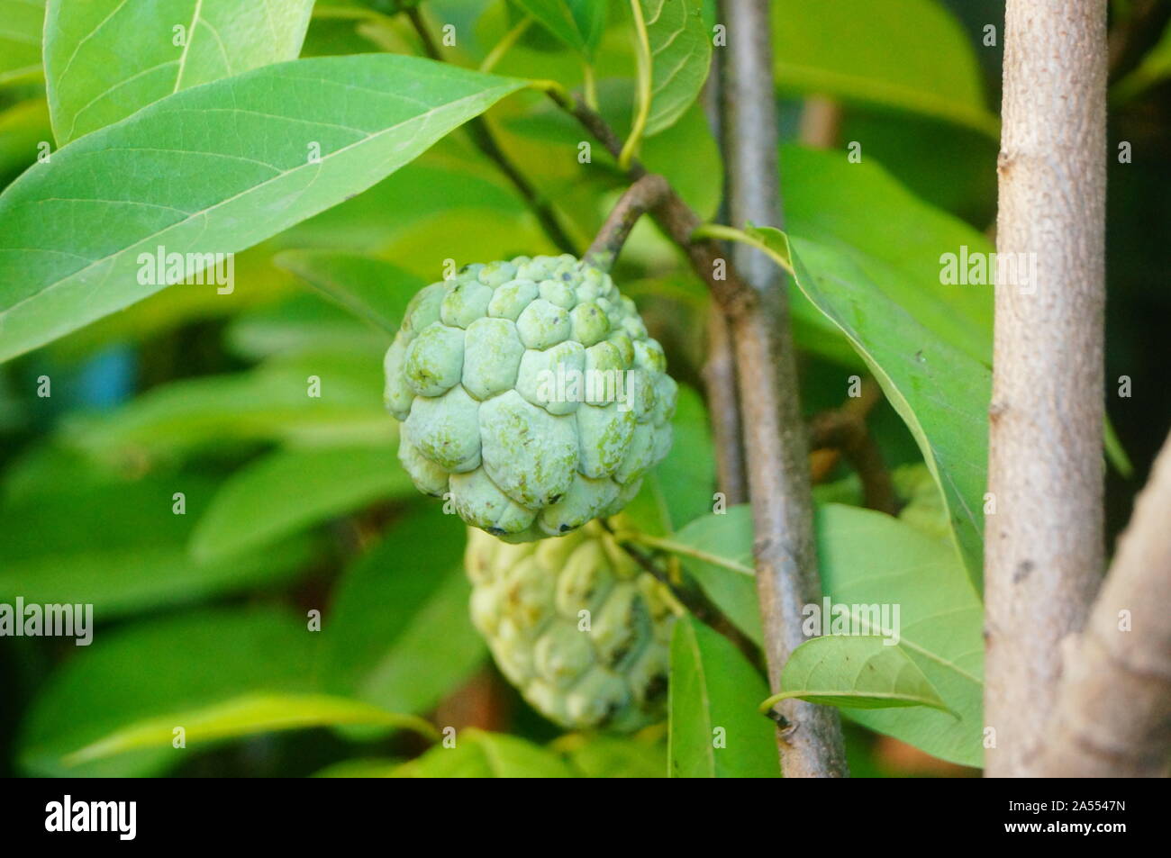 Cherimoya fruit grows on fruit trees Stock Photo - Alamy