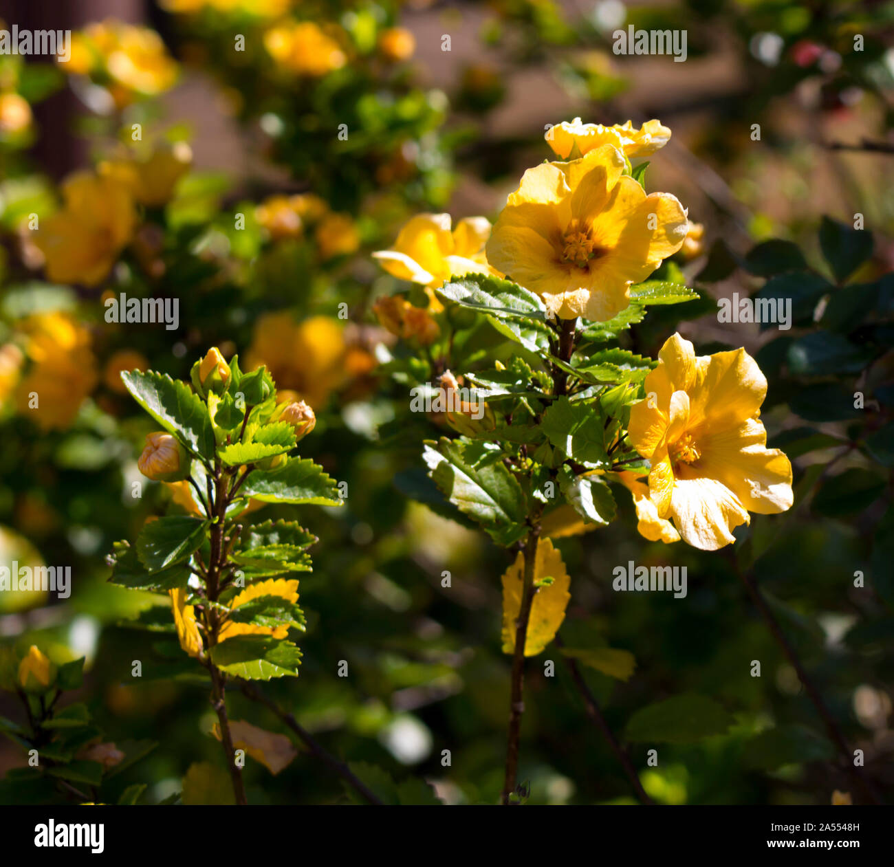 Sida fallax hi-res stock photography and images - Alamy