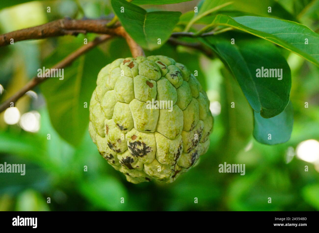 Cherimoya fruit grows on fruit trees Stock Photo - Alamy
