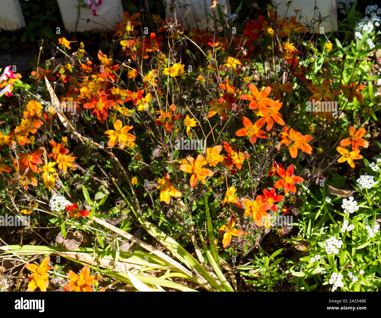 Campfire Bidens vigorous and heat tolerant with striking scarlet and ...