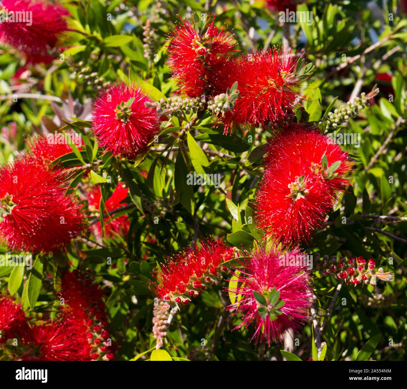 Brilliant West Australian wildflower red bottlebrush callistemon shrub ...