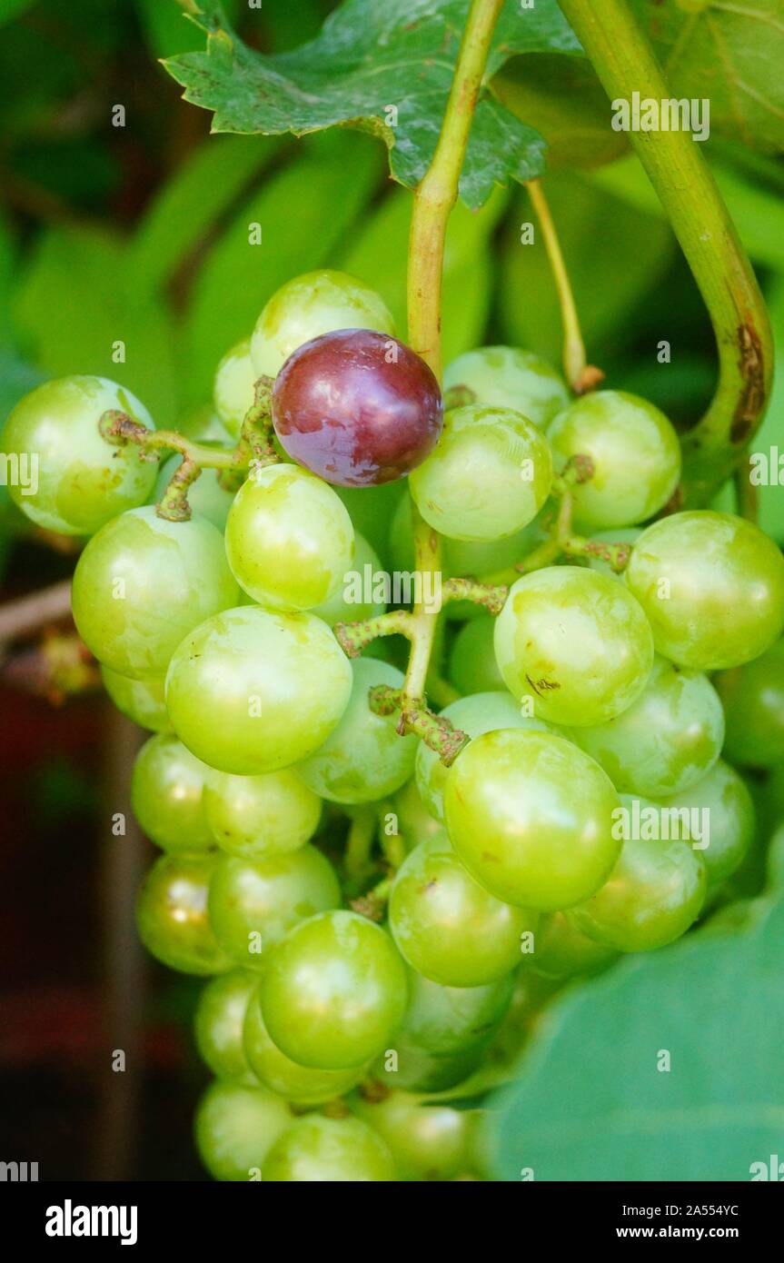 Fresh grapes are growing in the vineyard Stock Photo - Alamy