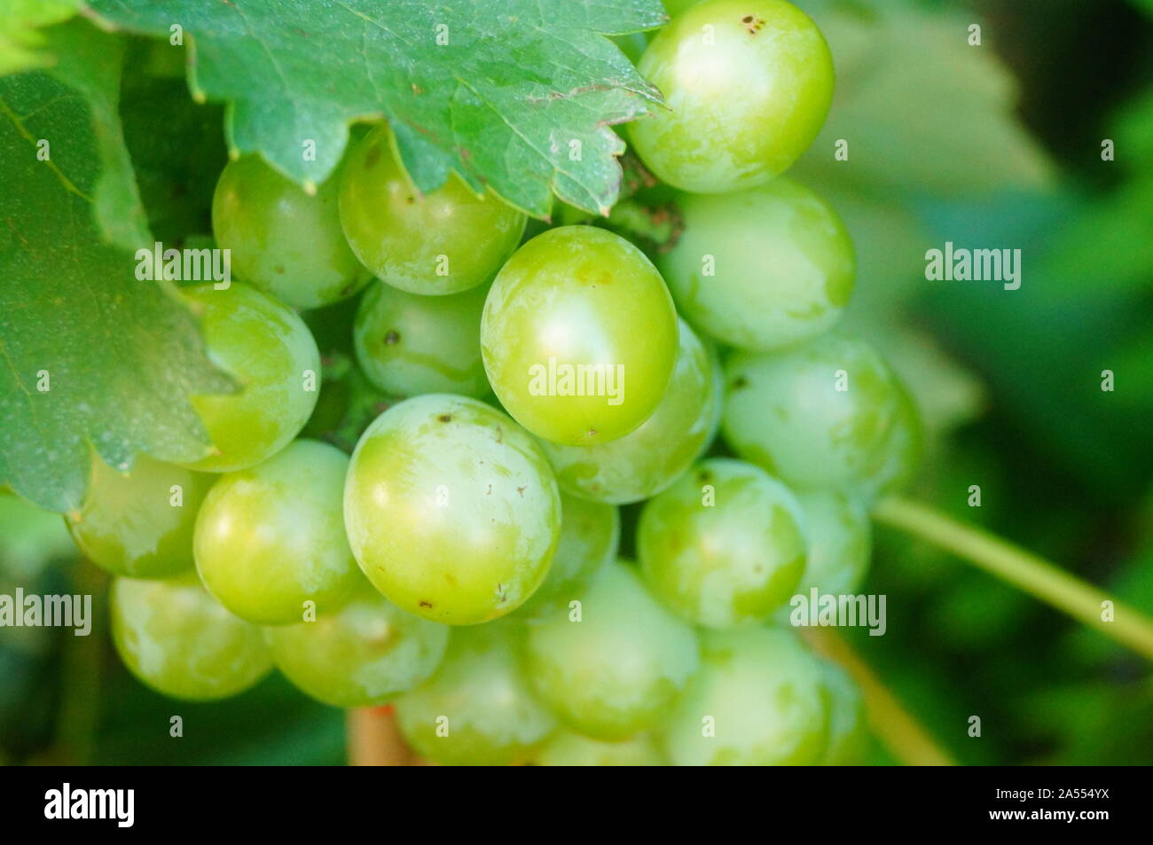 Fresh grapes are growing in the vineyard Stock Photo - Alamy