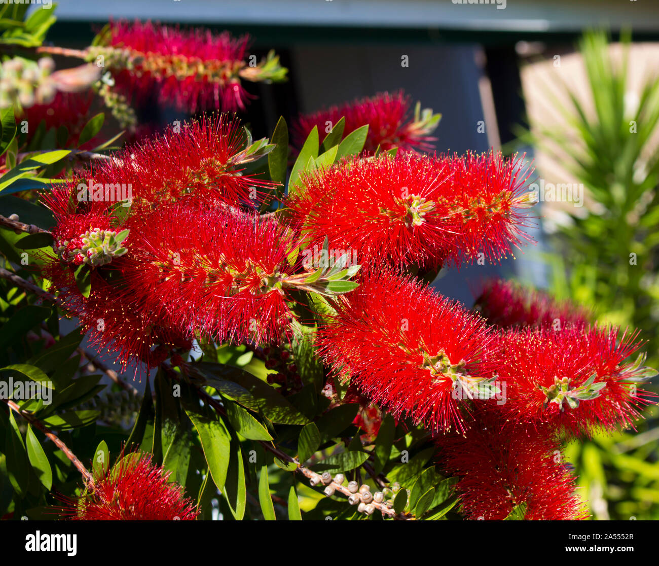 Brilliant West Australian wildflower red bottlebrush callistemon shrub ...