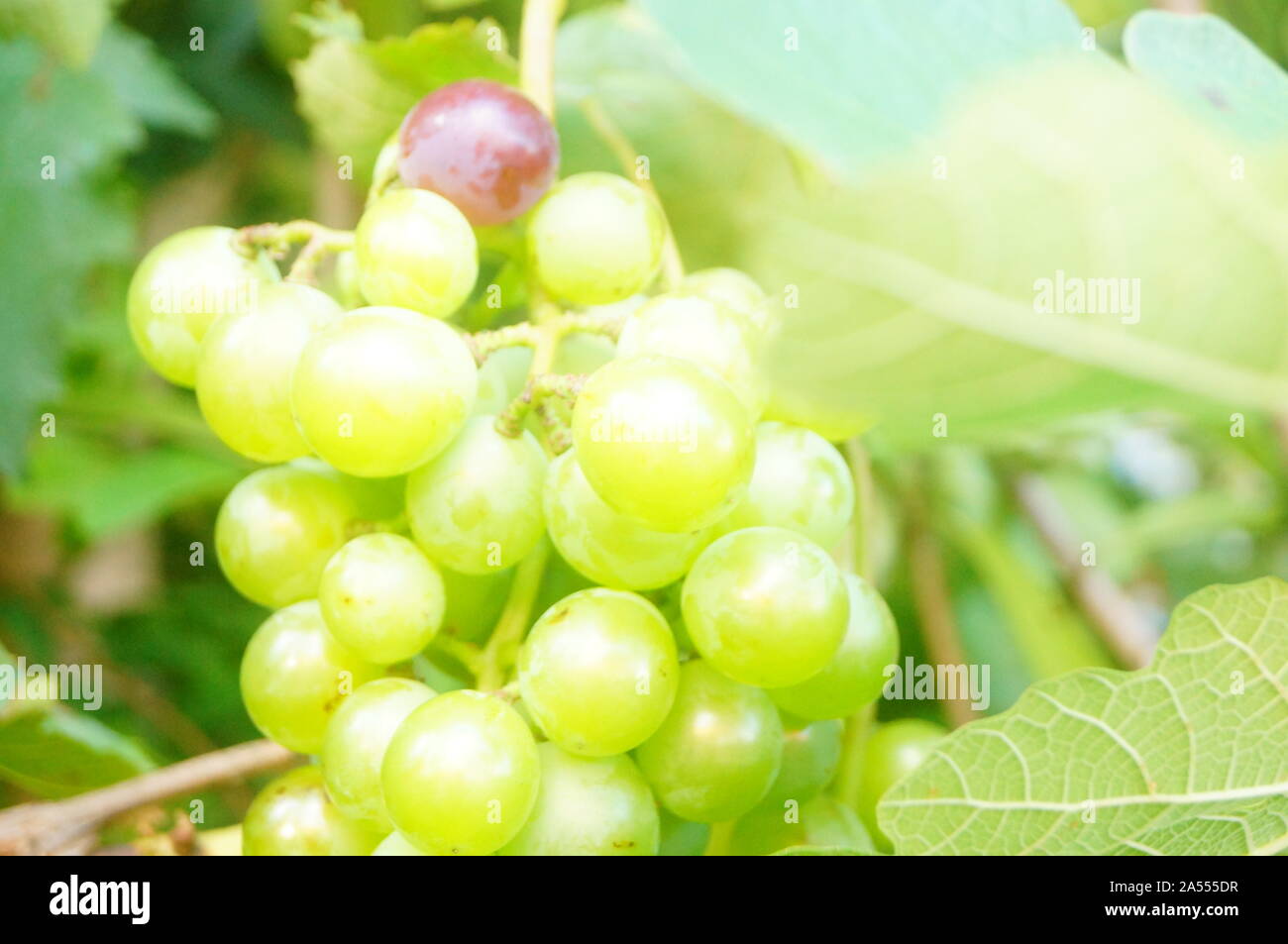 Fresh grapes are growing in the vineyard Stock Photo - Alamy