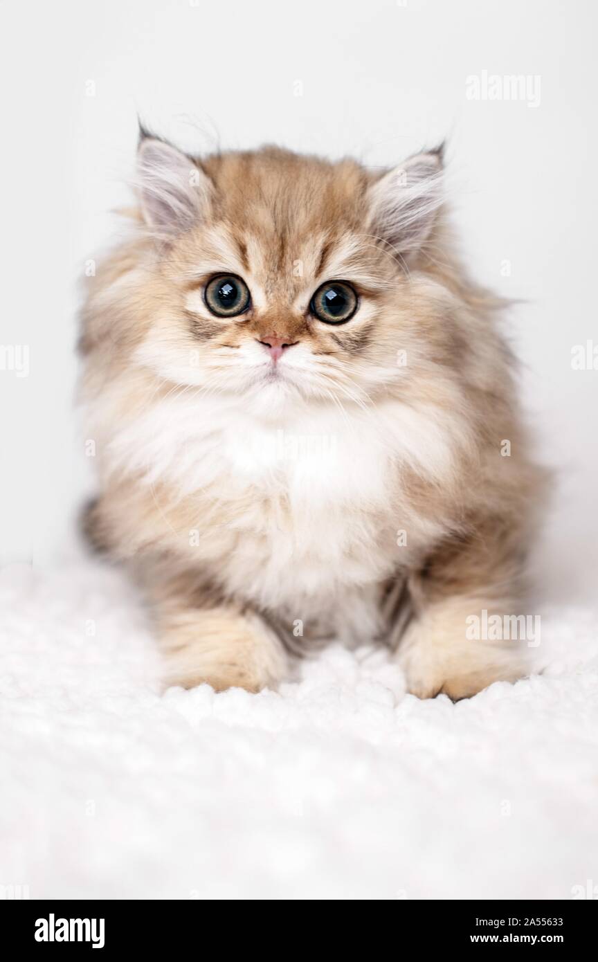 British Longhair Kitten Stock Photo - Alamy