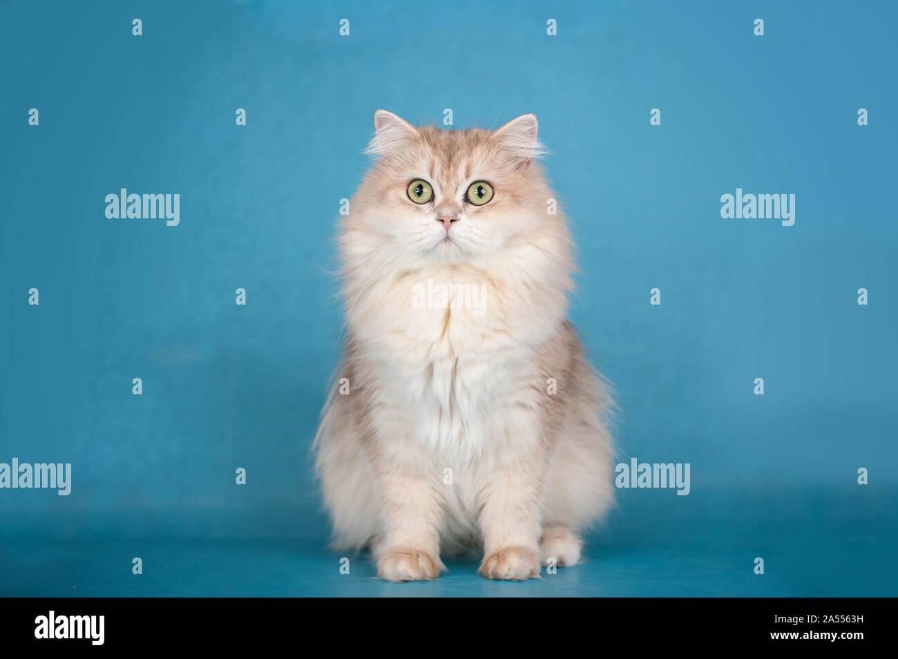 British Longhair Cat Stock Photo - Alamy