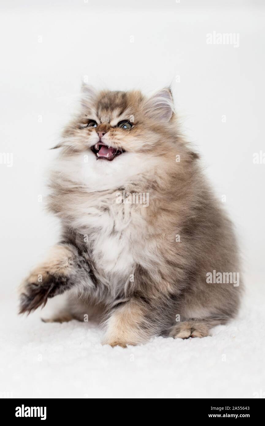 British Longhair Kitten Stock Photo - Alamy