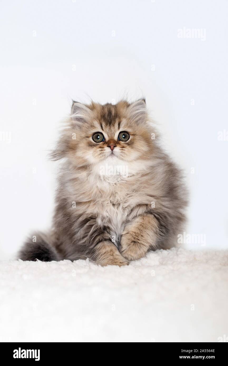 British Longhair Kitten Stock Photo - Alamy