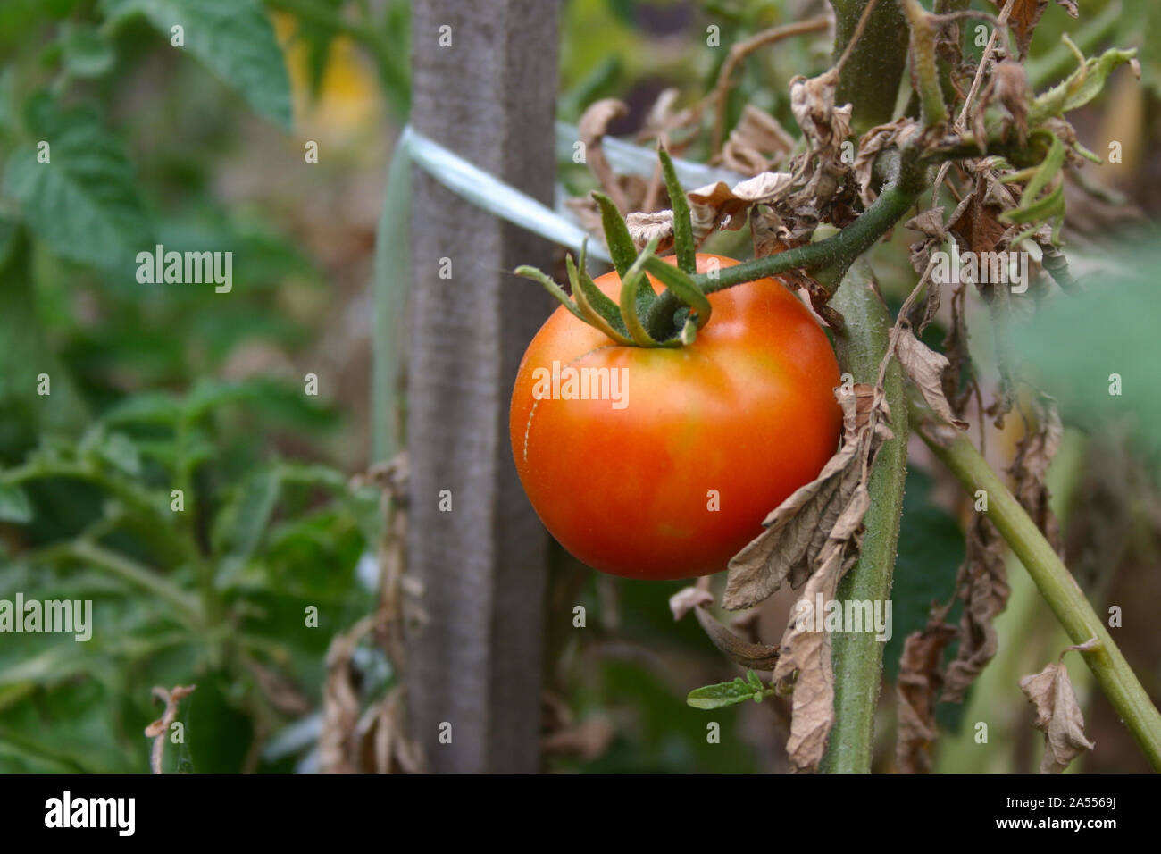 Organic tomato hanging from the plant Stock Photo - Alamy