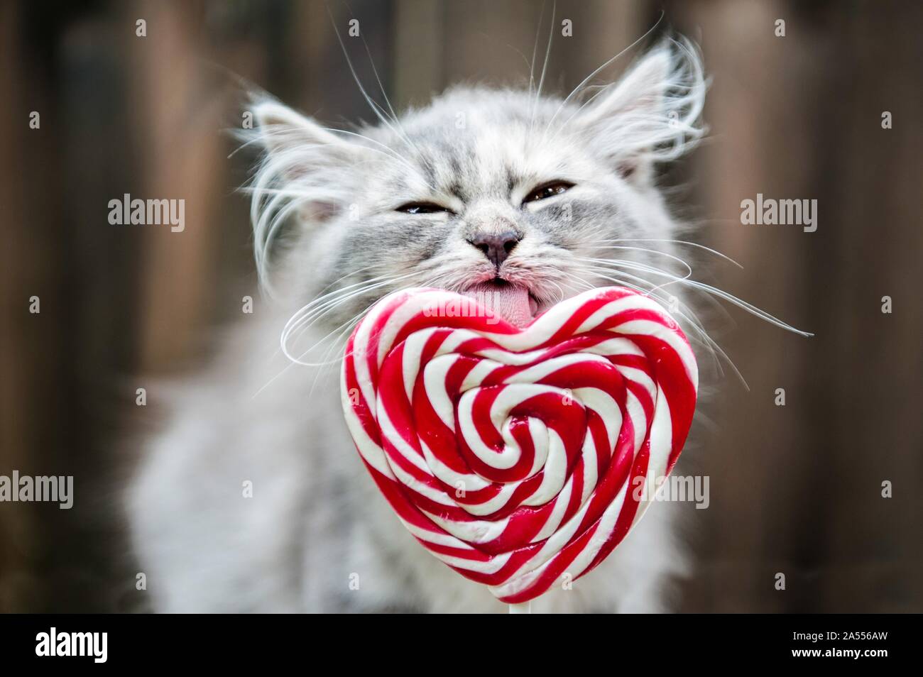 German Longhair kitten portrait Stock Photo - Alamy