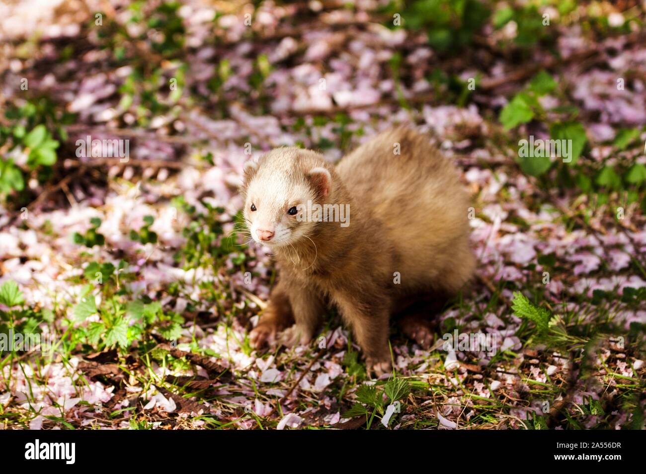 Red eye ferret hi-res stock photography and images - Alamy