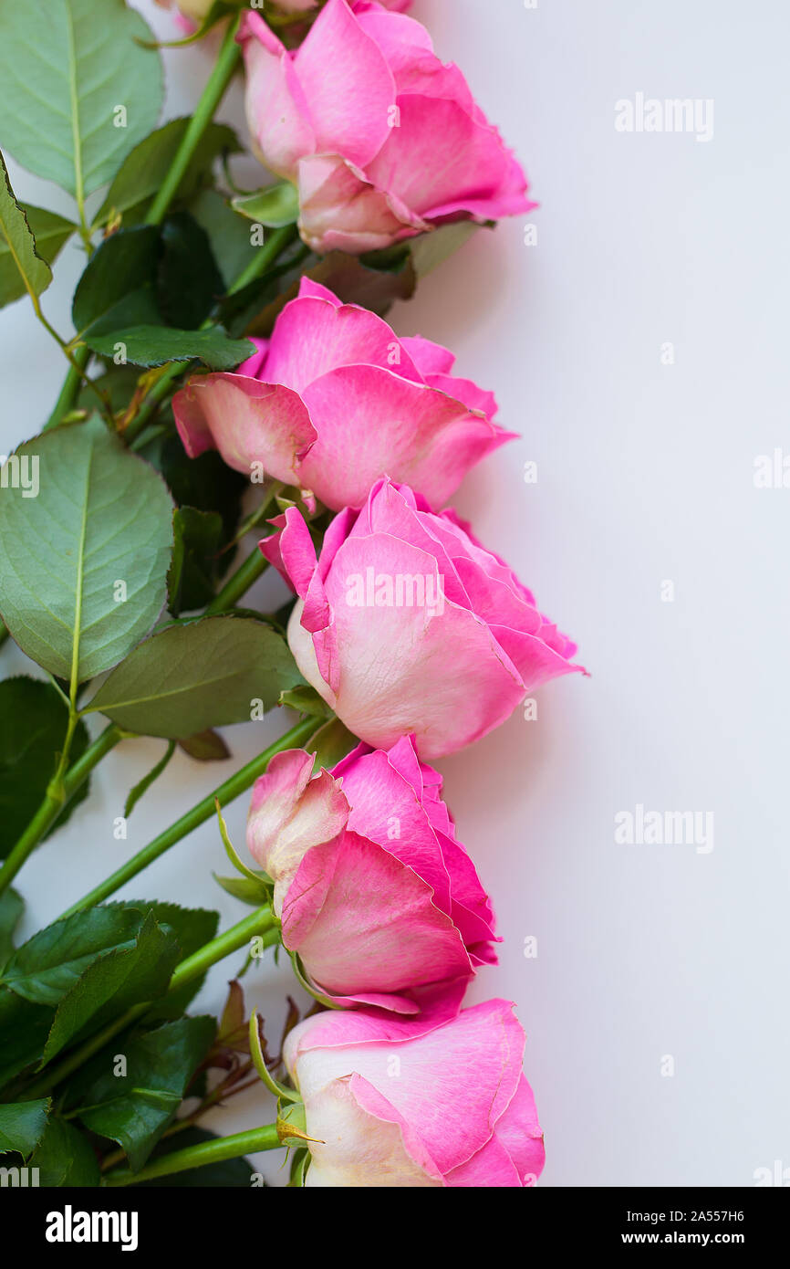 pink roses lay in a row on a white table Stock Photo - Alamy