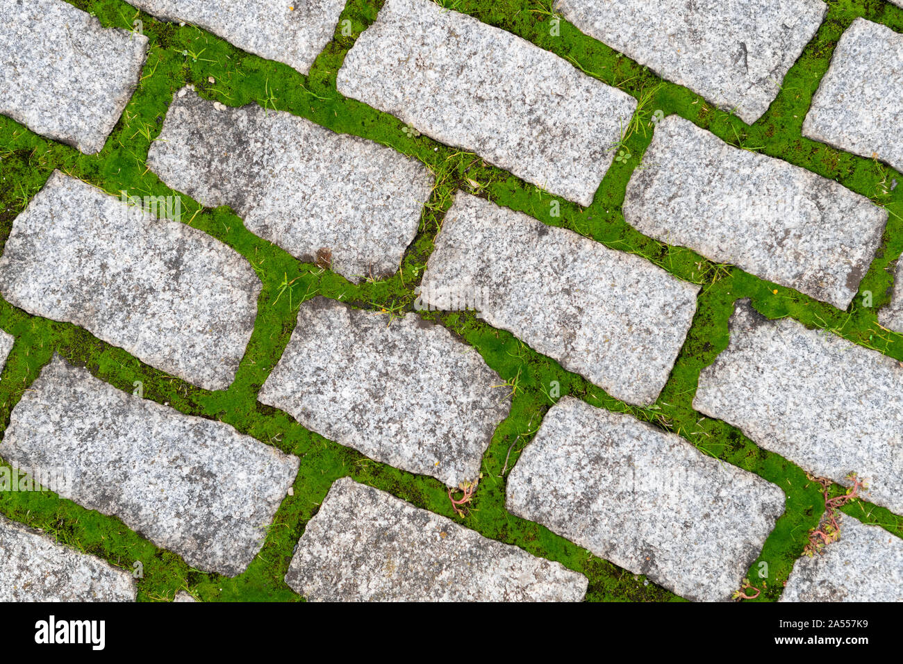 Stone Gray Pavers With Green Grass Sprouted Between Tiles City