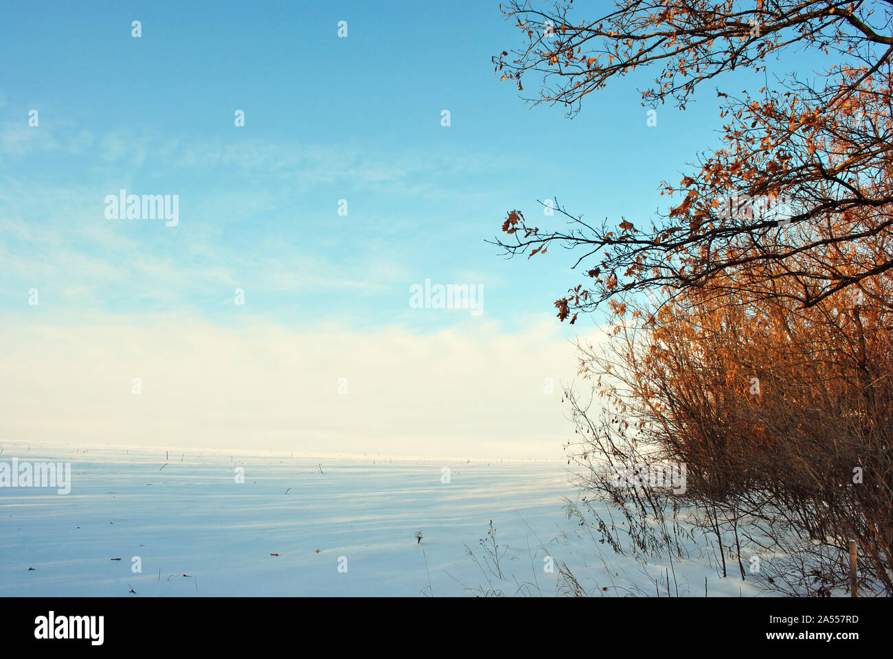 Meadow covered with snow, line of trees without leaves, winter ...