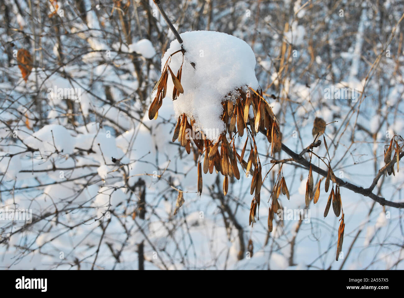 Dry ash tree (Fraxinus) seeds on twig covered with snow, blurry ...