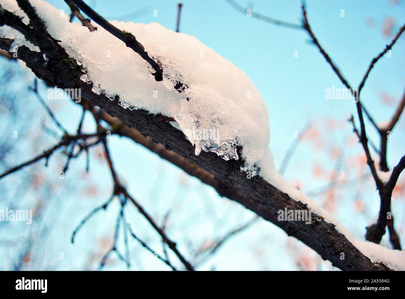 Tree branch covered with white fluffy snow close up detail, winter in ...