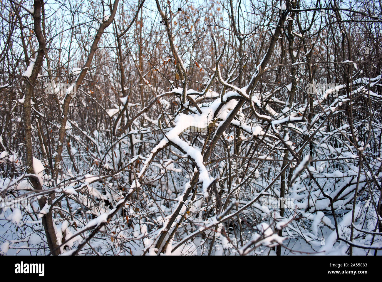 Tree branches covered with white fluffy snow, winter in forest, bright ...