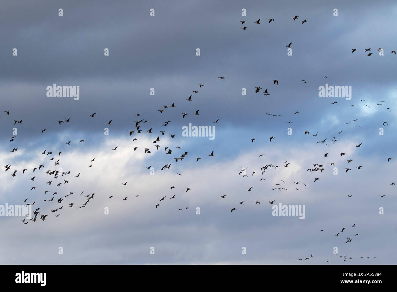 Pink-footed goose Anser brachyrhynchus, in flight over Udale Bay RSPB ...