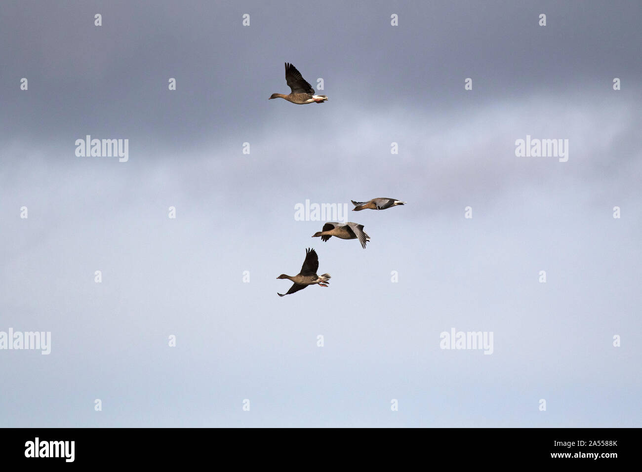 Pink-footed goose Anser brachyrhynchus, four in flight over Udale Bay ...