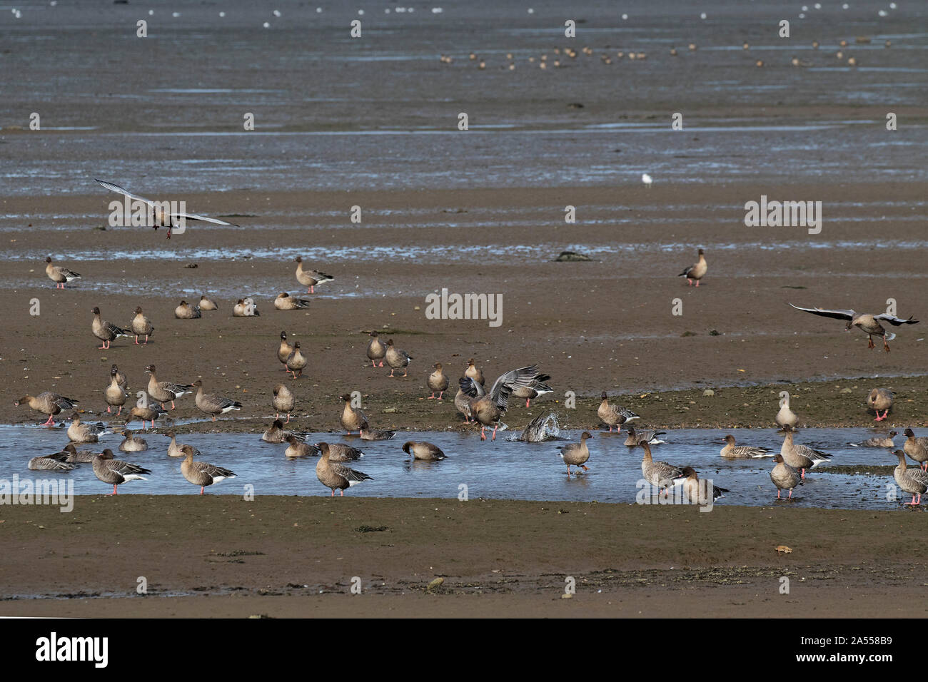 Pink-footed goose Anser brachyrhynchus, in water channel in estuary mud ...