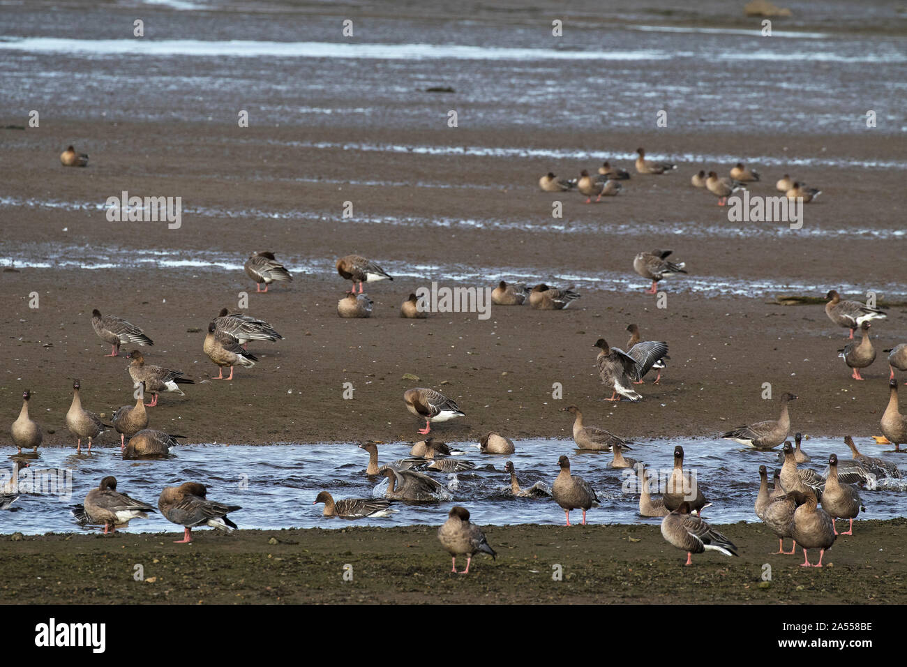 Pink-footed goose Anser brachyrhynchus, in water channel in estuary mud ...