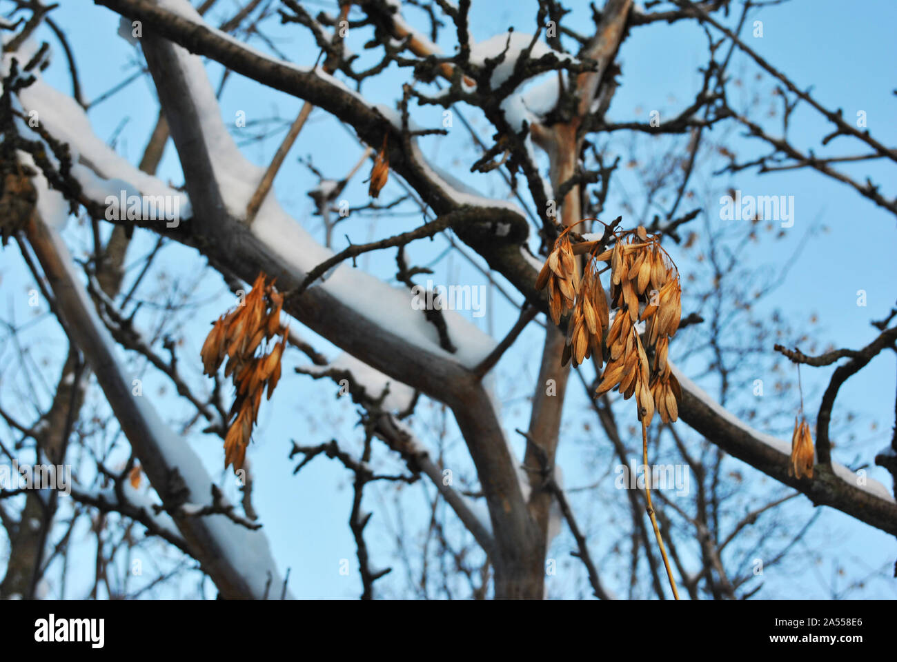 Dry ash tree (Fraxinus) seeds on twig covered with snow, blurry blue ...