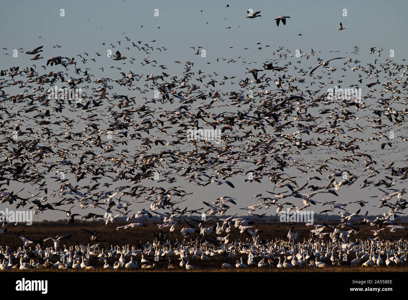 Snow goose Chen caerulescens mass taking off from grassland, Anahuac ...