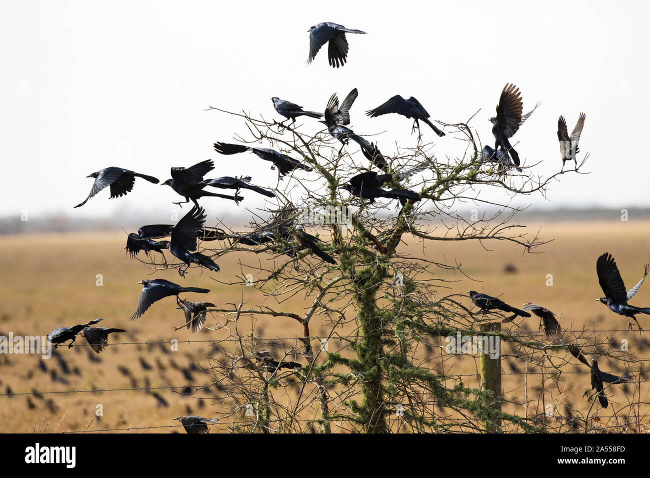 Great-tailed grackle Quiscalus mexicanus flock in a tree beside the ...