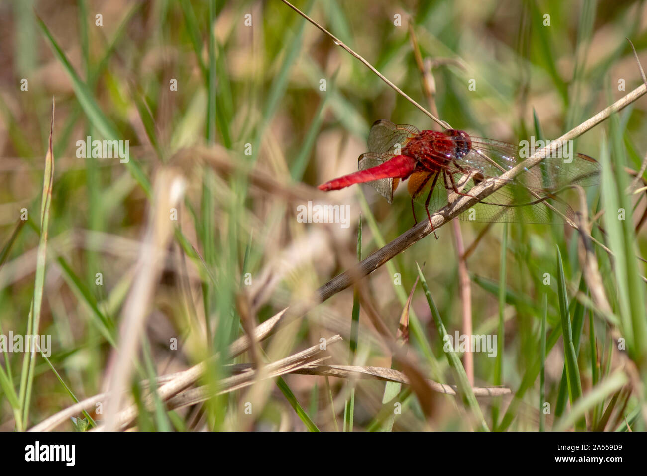 Dragonfly beetle soon capturing. In red. stands on dried grass Stock ...